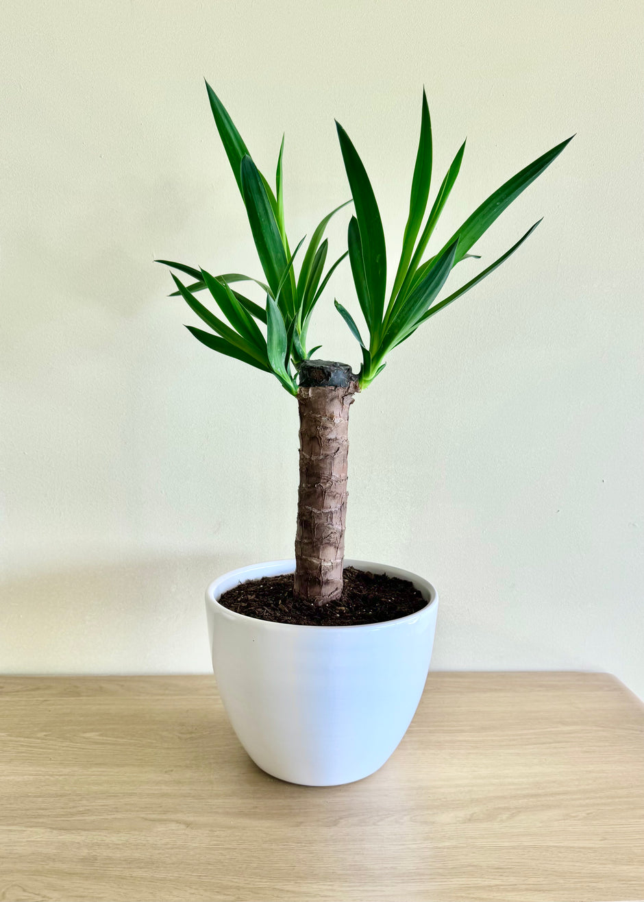 Plantas – DecoPlantería