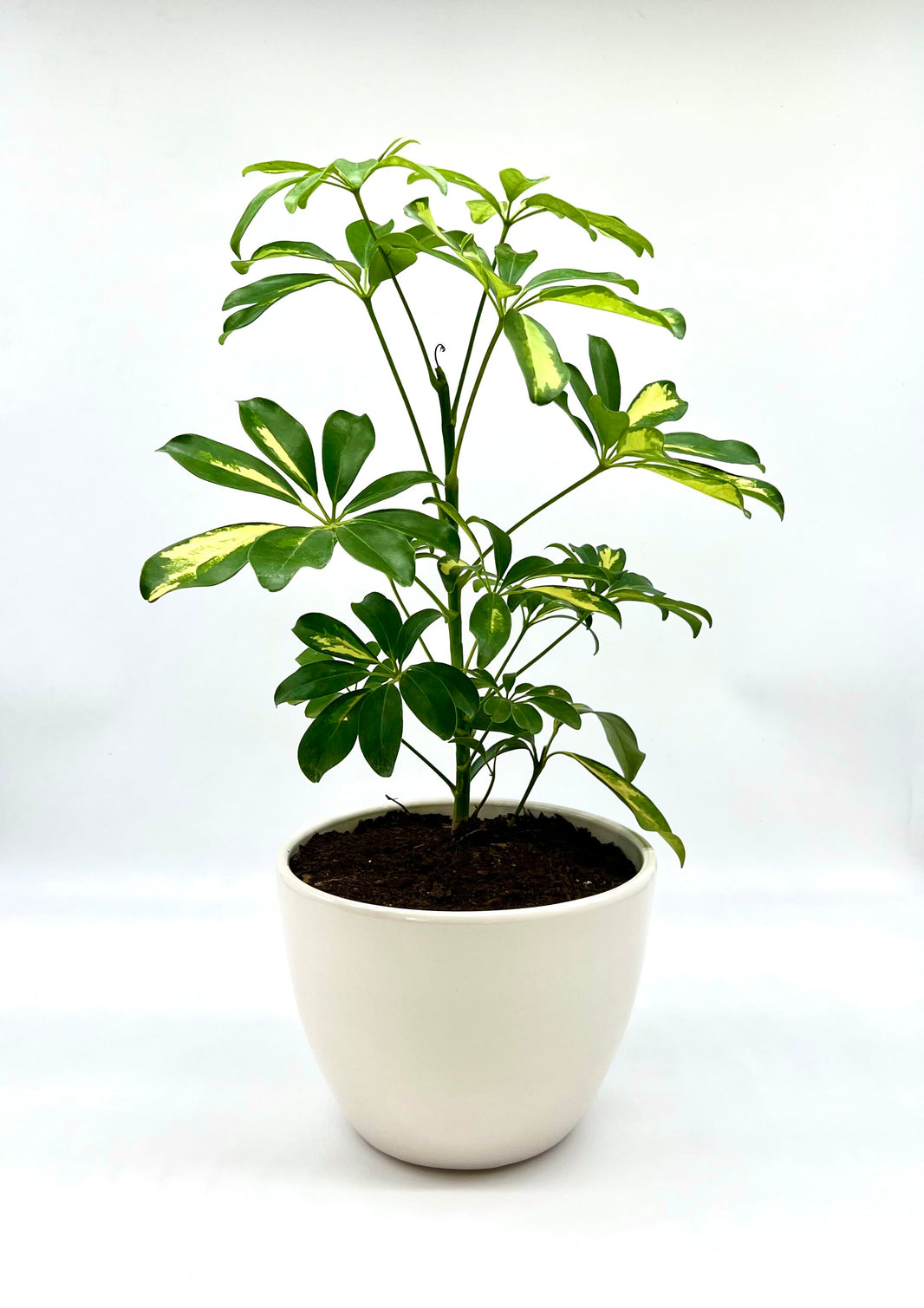 Productos – DecoPlantería