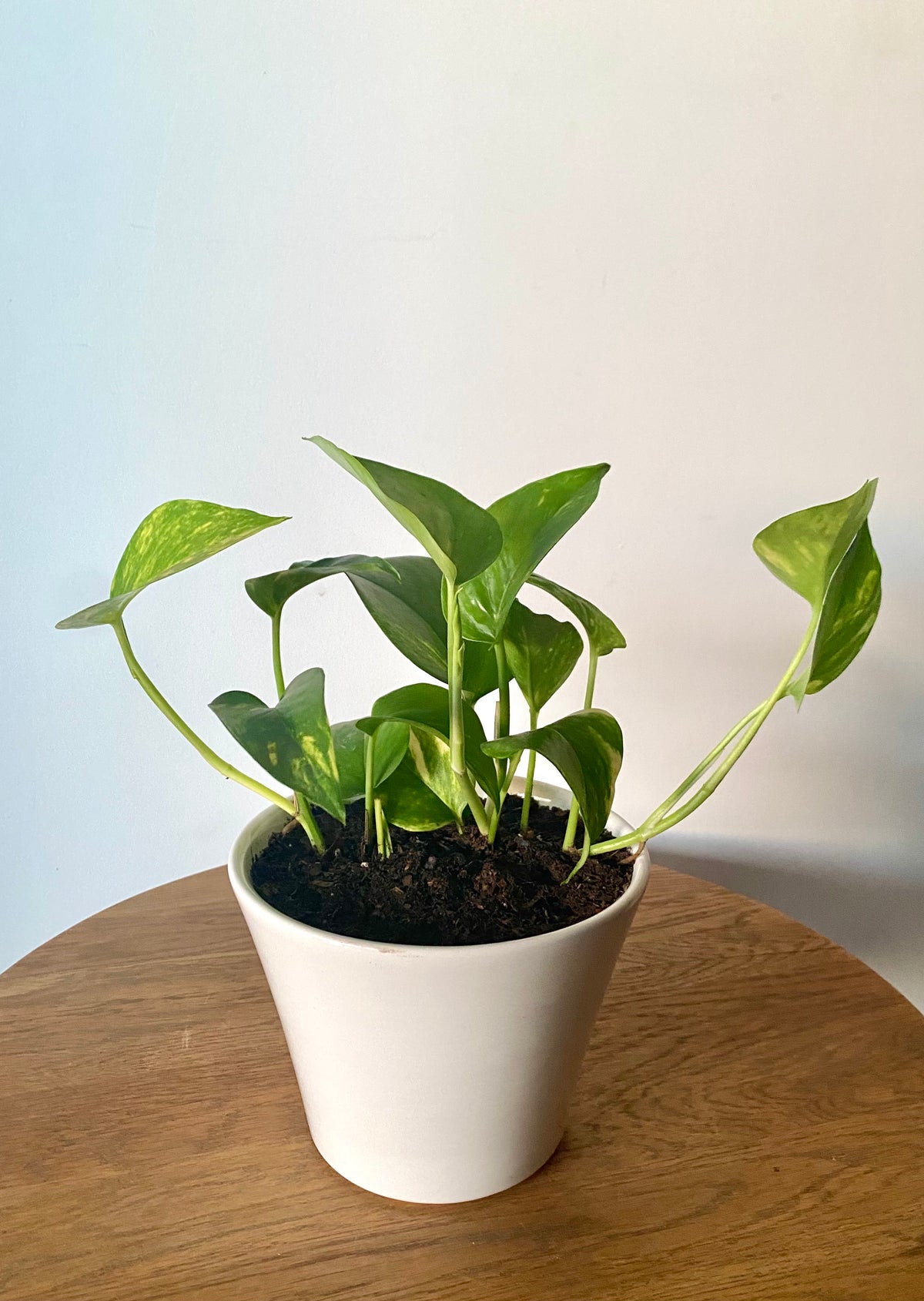 Scindapsus (Pothus) - DecoPlantería